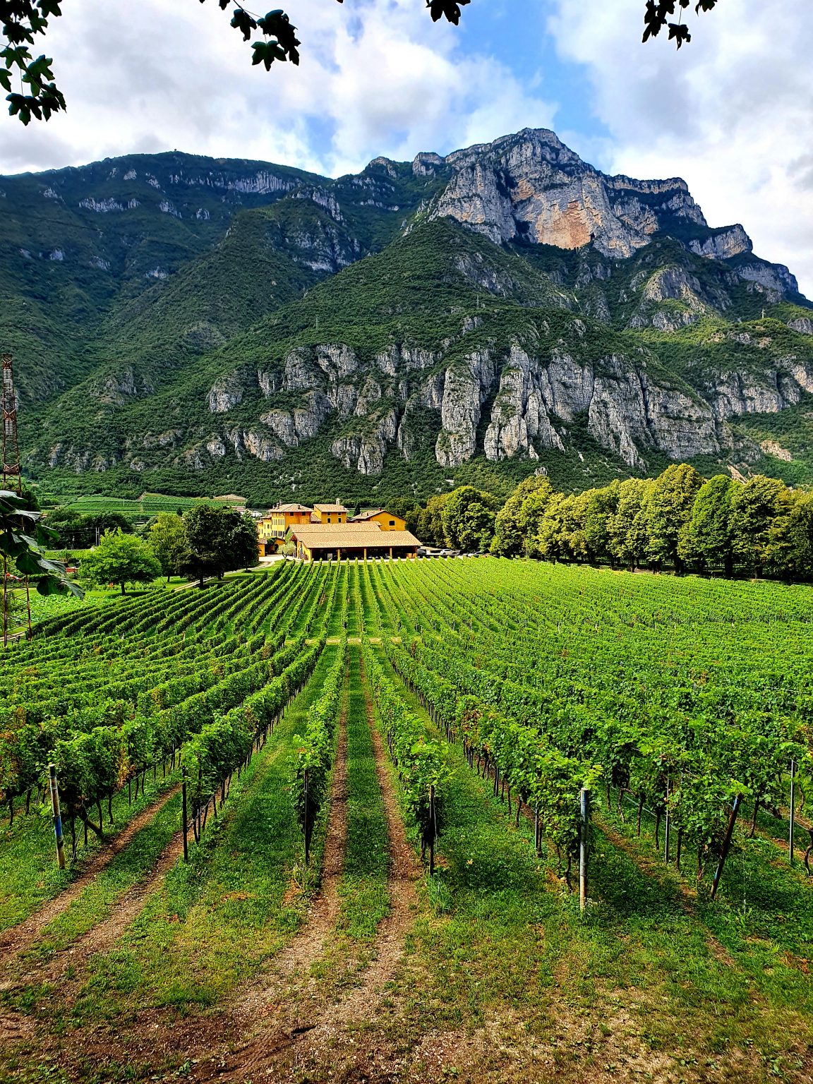 Colli Euganei: De verborgen parel van Noord-Italië | Wine Adventures